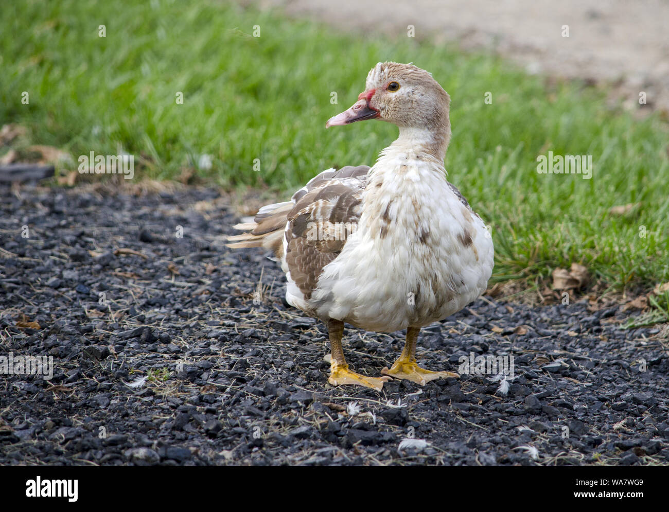 beautiful domestic duck Stock Photo - Alamy