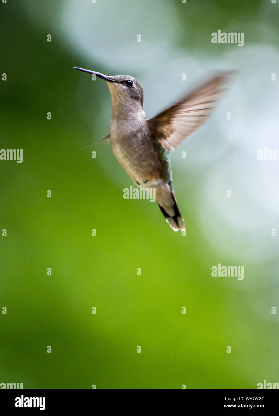 beautiful little hummingbird Stock Photo - Alamy