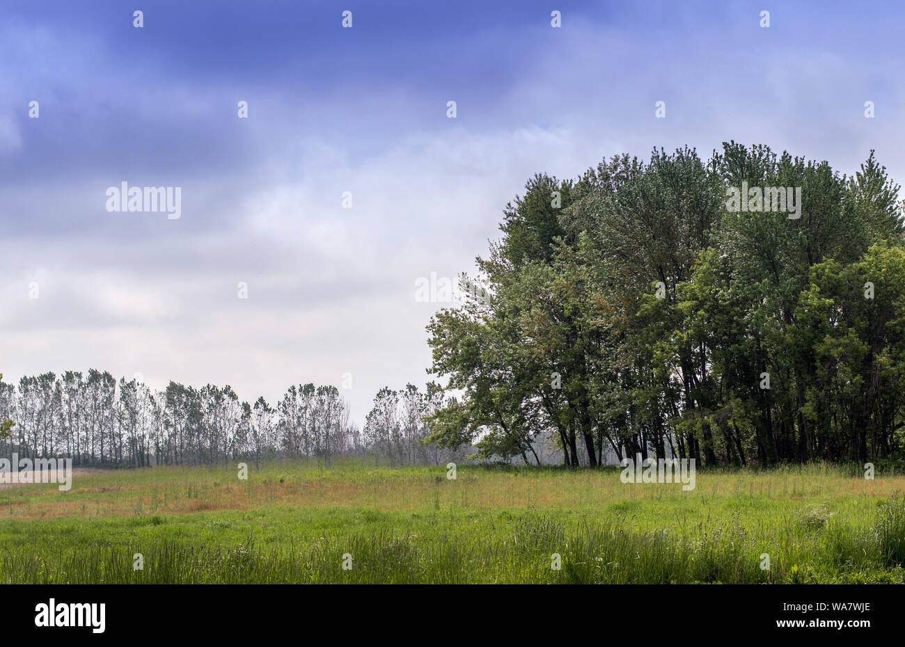 A beautiful pasture in Michigan USA, with strands of trees, open fields ...