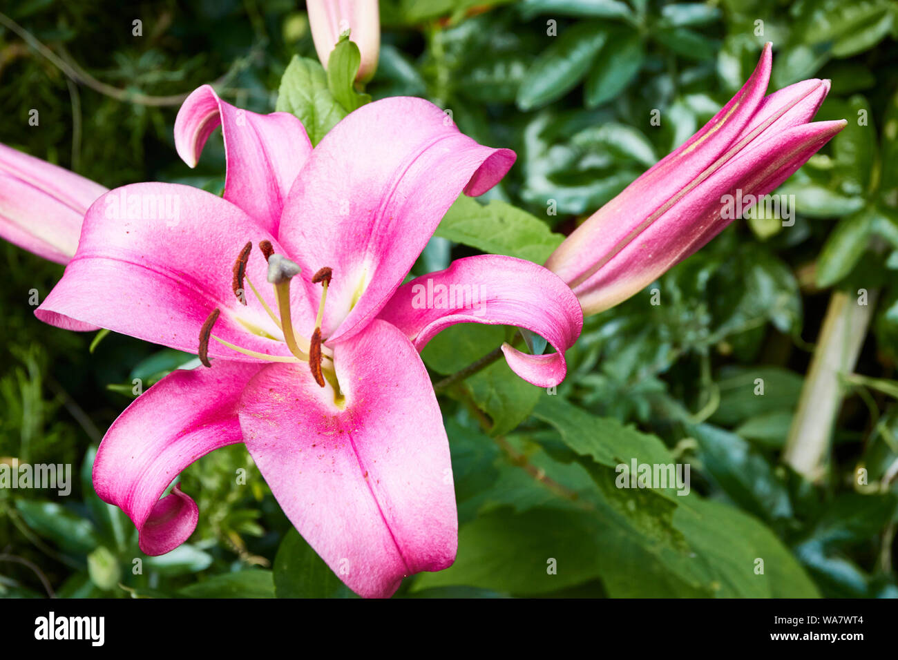 Lilly flower nature portrait in urban garden, London, England, United ...