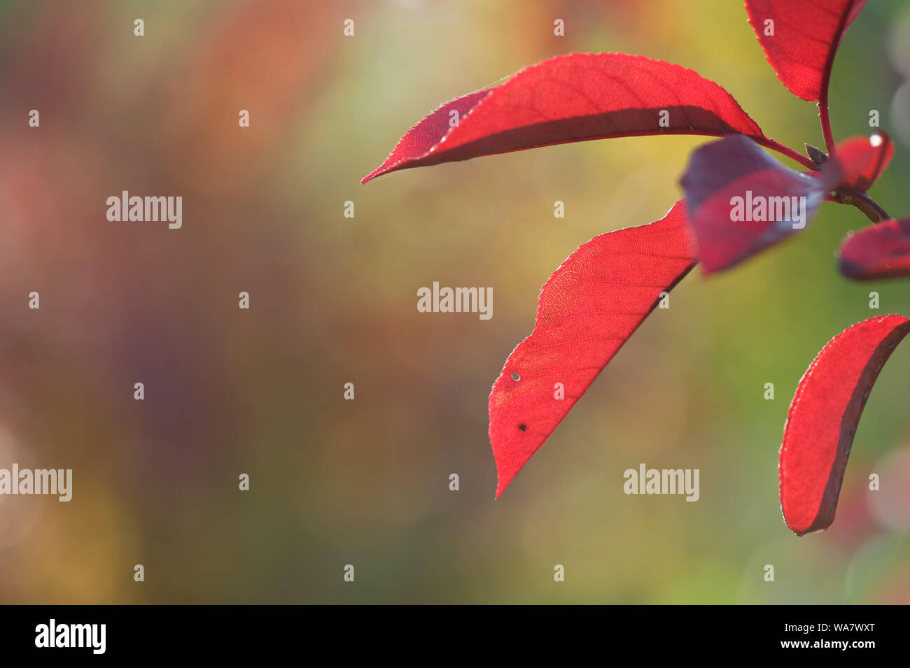 Selective color red leaves hi-res stock photography and images - Alamy