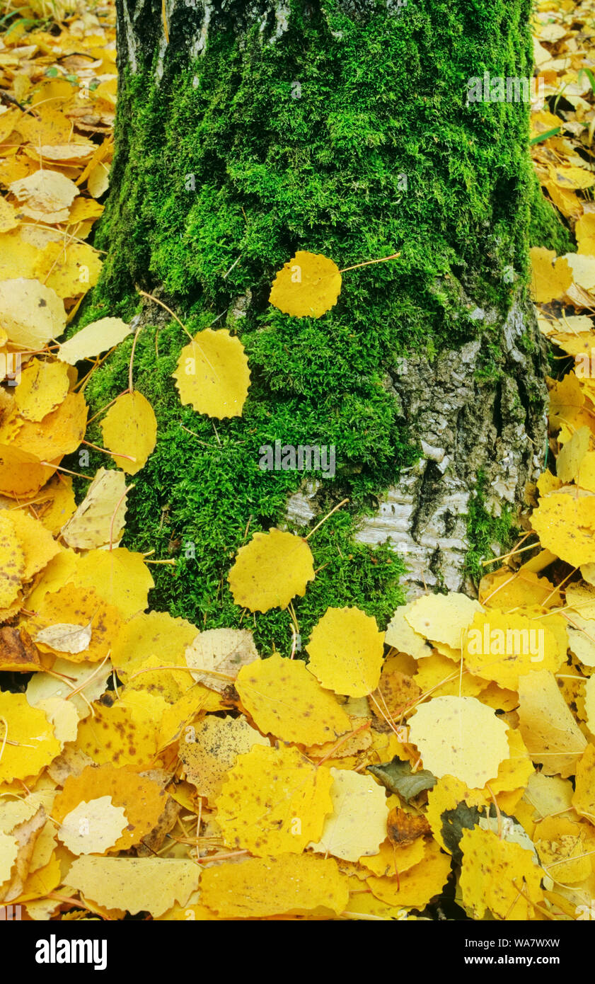 Aspen (Populus tremula) leaves and mossy tree trunk Stock Photo - Alamy