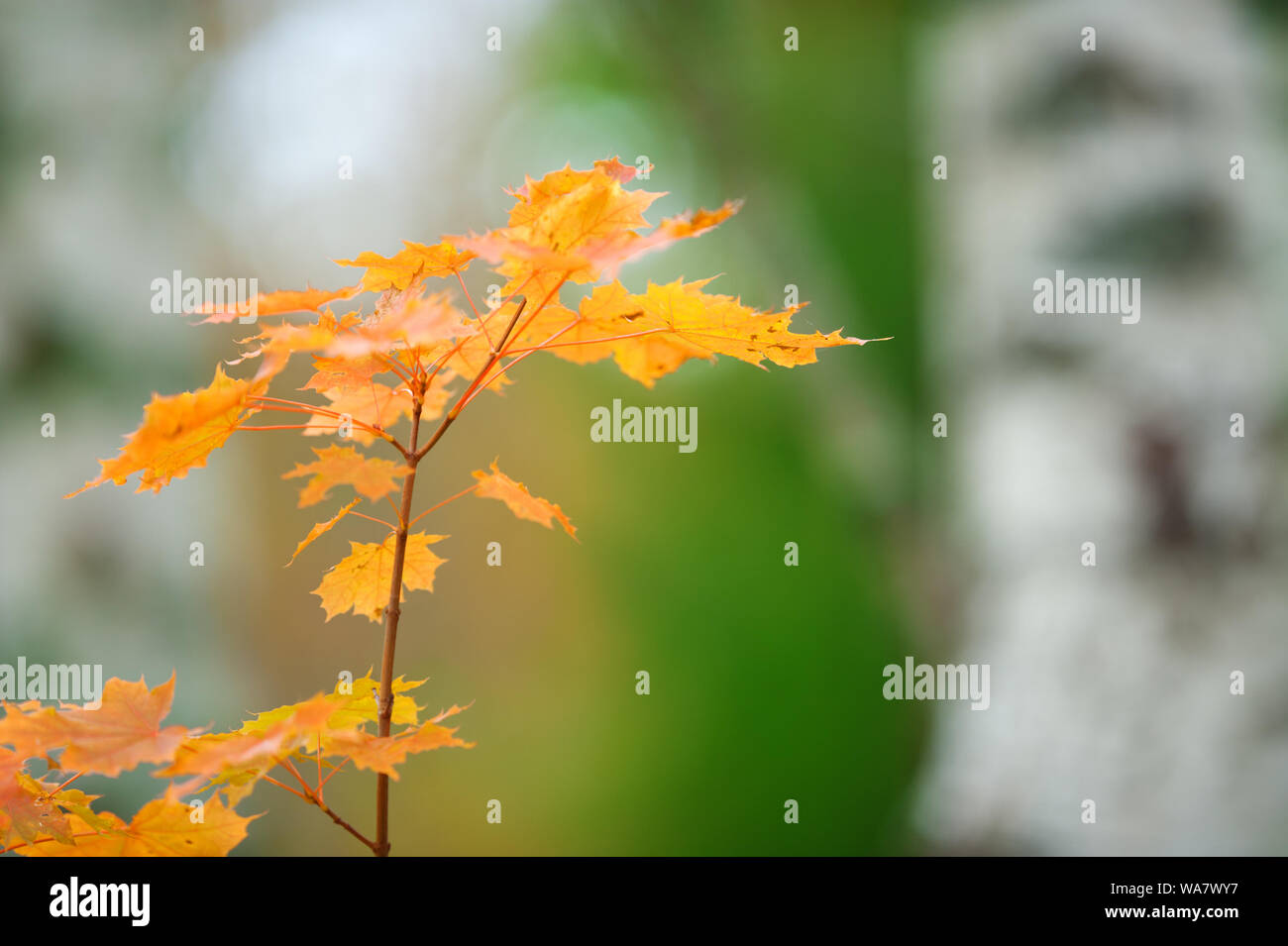 Maple leaves in autumn colors Stock Photo - Alamy