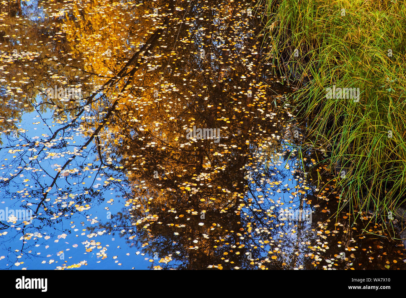 Autumn leaves floating on water surface Stock Photo - Alamy