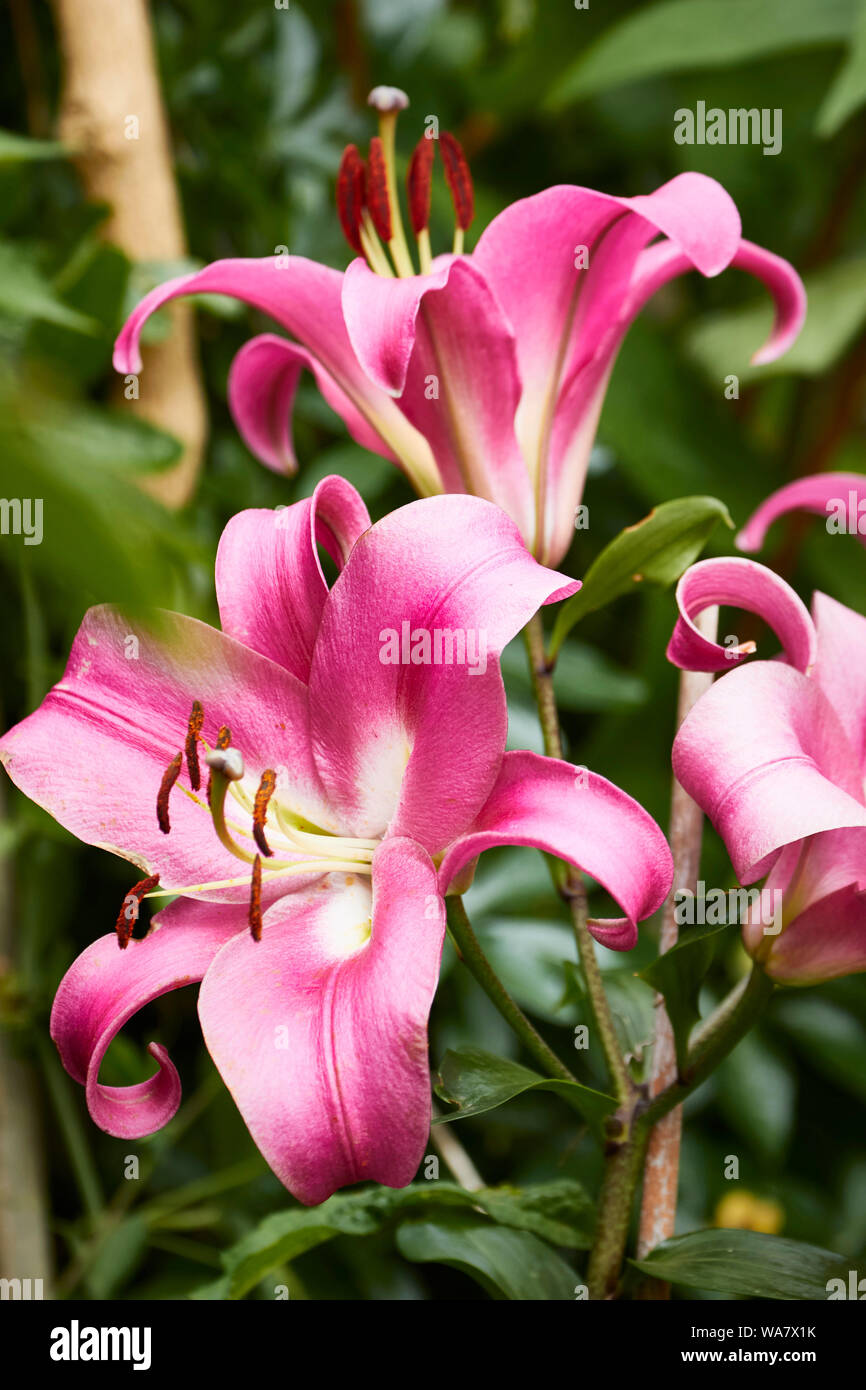 Lilly flower nature portrait in urban garden, London, England, United ...