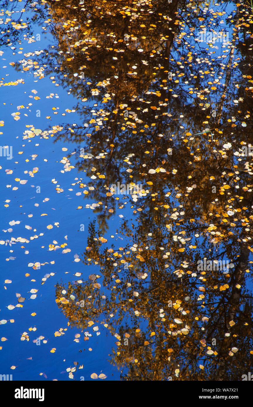 Leaves floating on river hi-res stock photography and images - Alamy