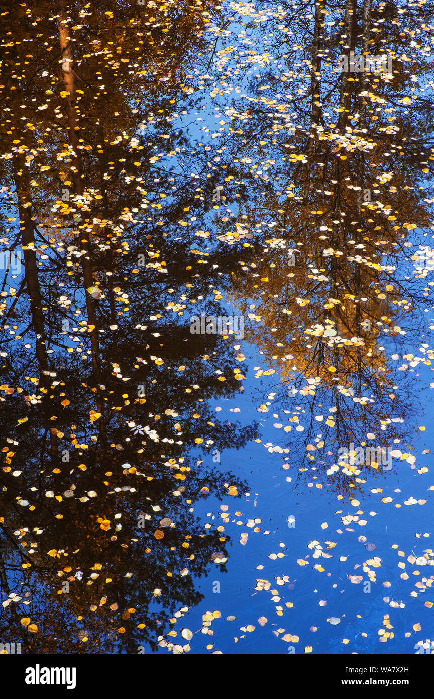 Autumn leaves floating on water surface Stock Photo - Alamy