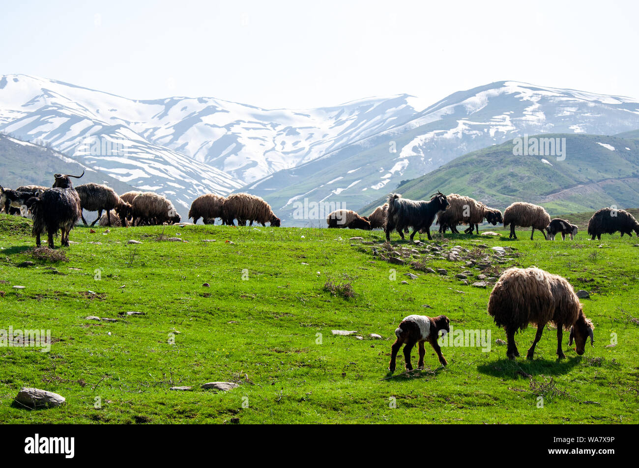 Sheep in nature hi-res stock photography and images - Alamy