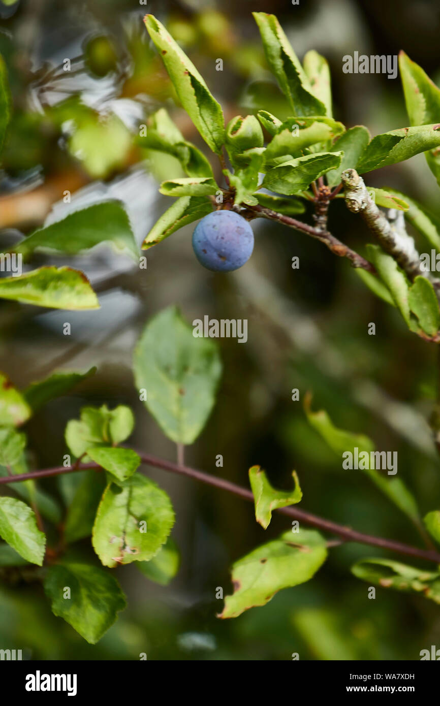 Damson gin hi-res stock photography and images - Alamy