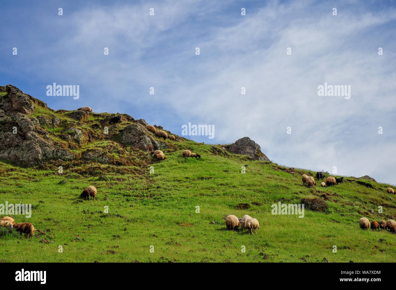 Sheep in nature turkey Stock Photo - Alamy