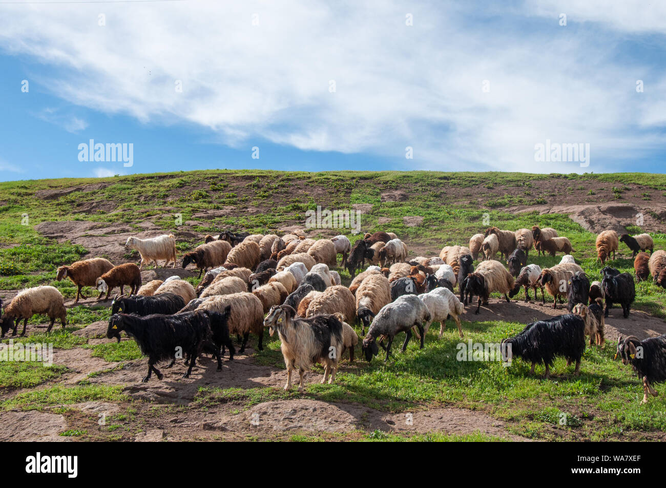 Sheep in nature turkey Stock Photo - Alamy