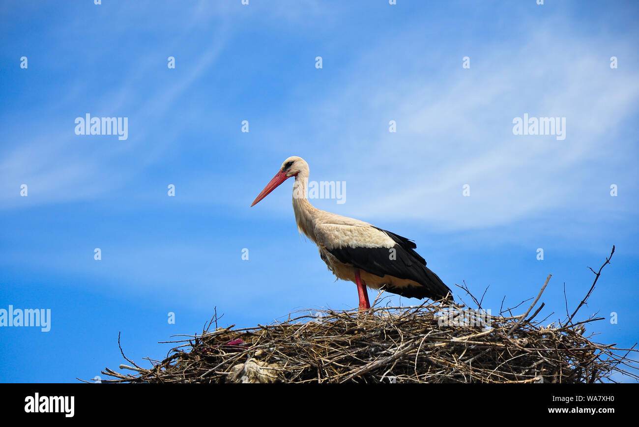 stork standing in nest (5 Stock Photo - Alamy
