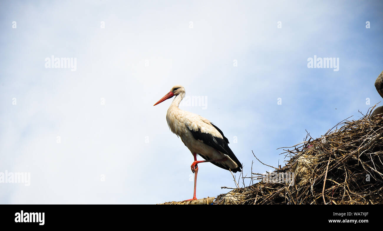 stork standing in nest (5 Stock Photo - Alamy