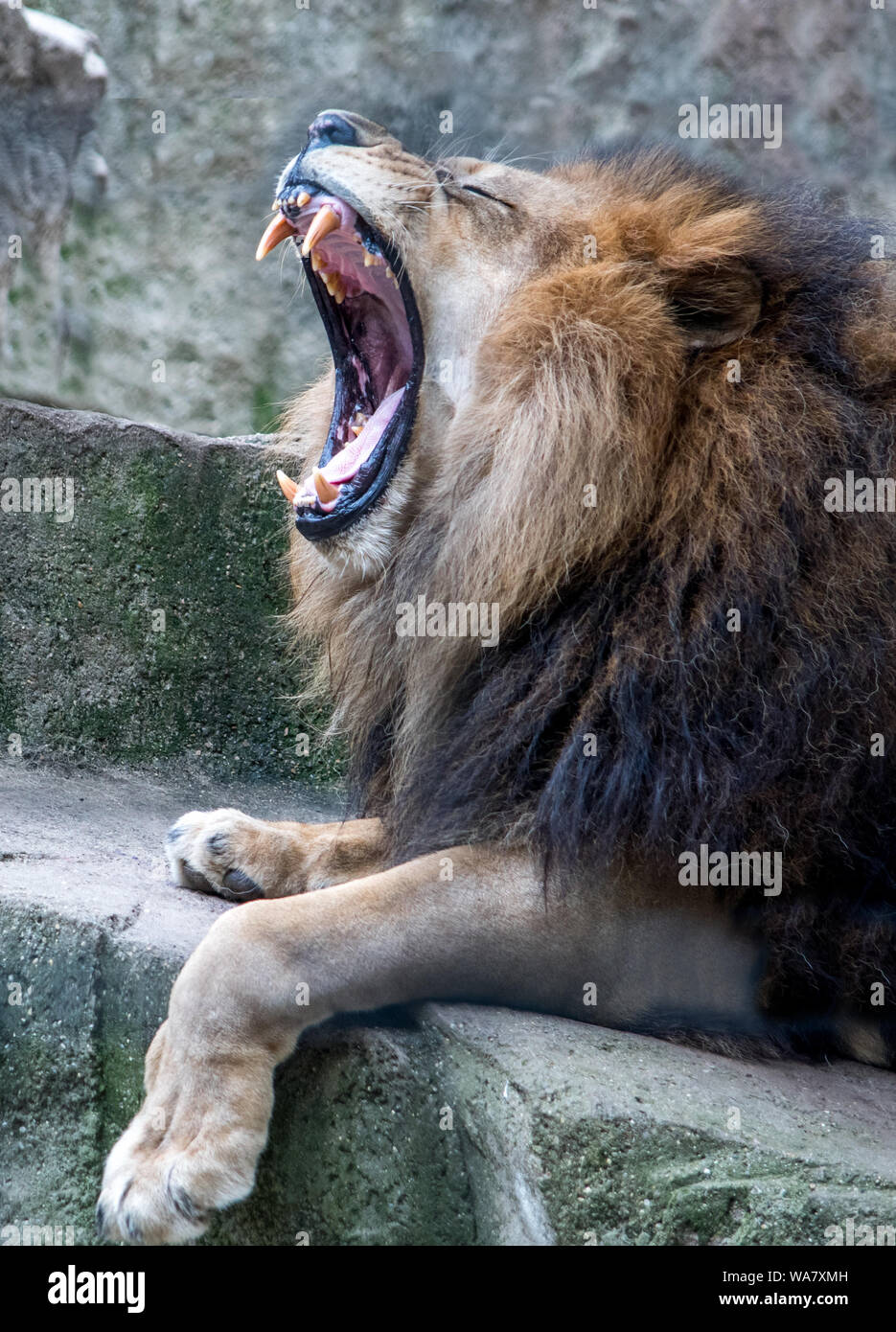 lion opens his mouth wide and lets out a load roar Stock Photo - Alamy