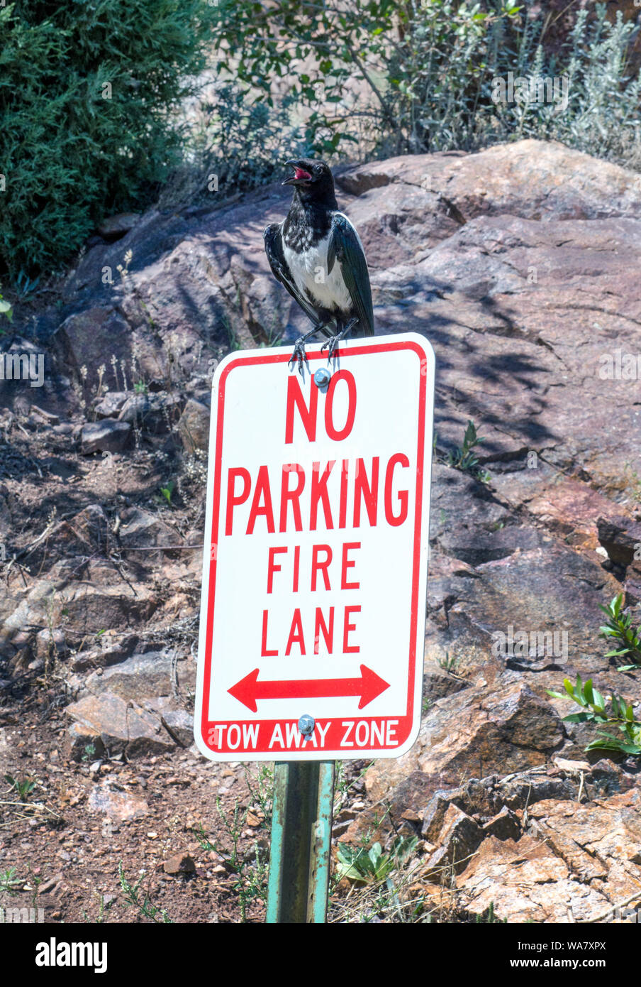Cheeky sign hi-res stock photography and images - Alamy