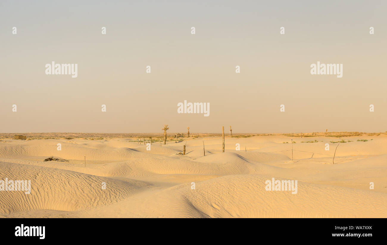 Endless dunes and sand of impressive Sahara desert, palm trees and soft ...