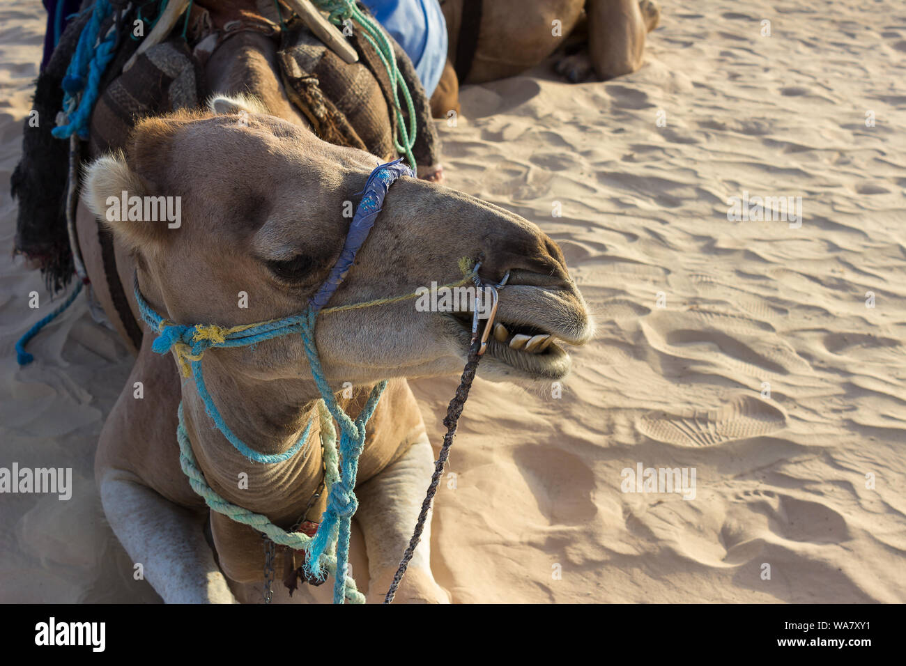 Camel tied up hi-res stock photography and images - Alamy