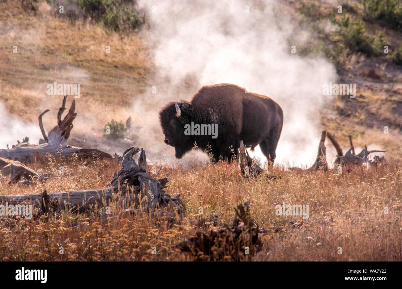 a Buffalo in Yellowstone stands in warm steam in this geo thermal area ...