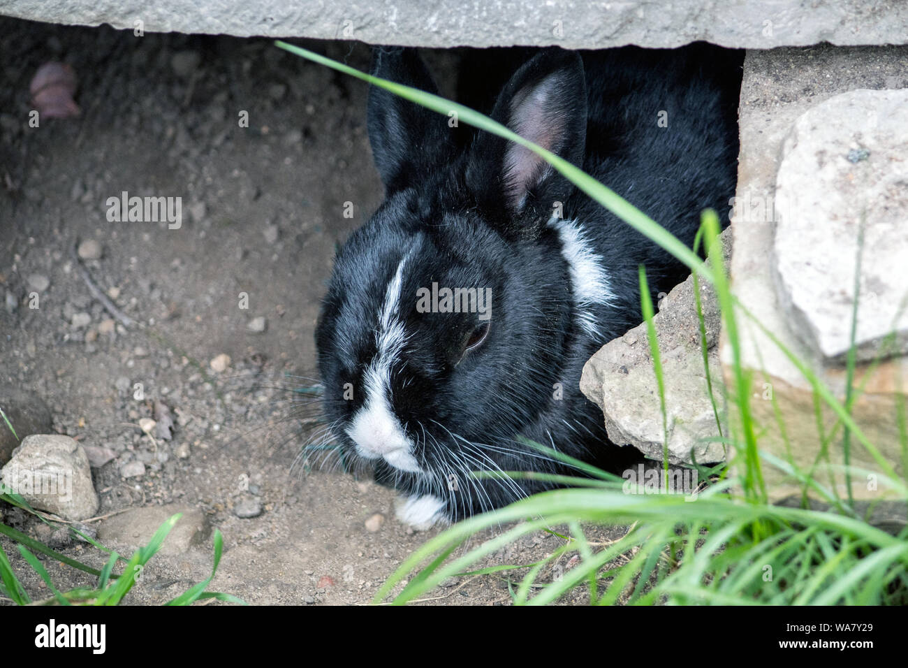 Close up rabbit black spot hi-res stock photography and images - Alamy