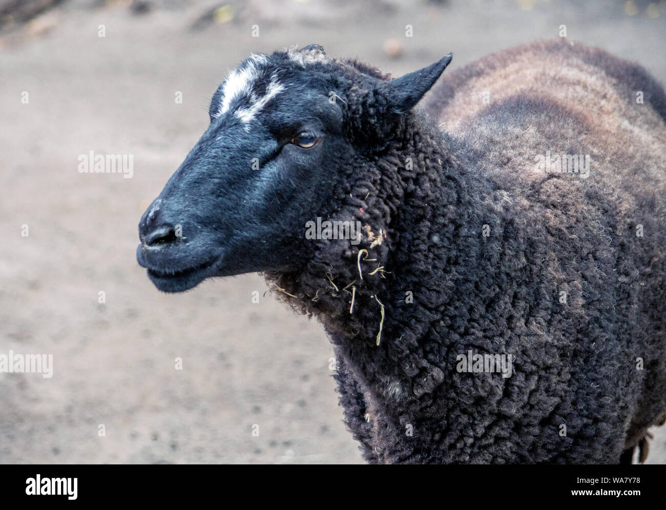Handsome sheep hi-res stock photography and images - Alamy