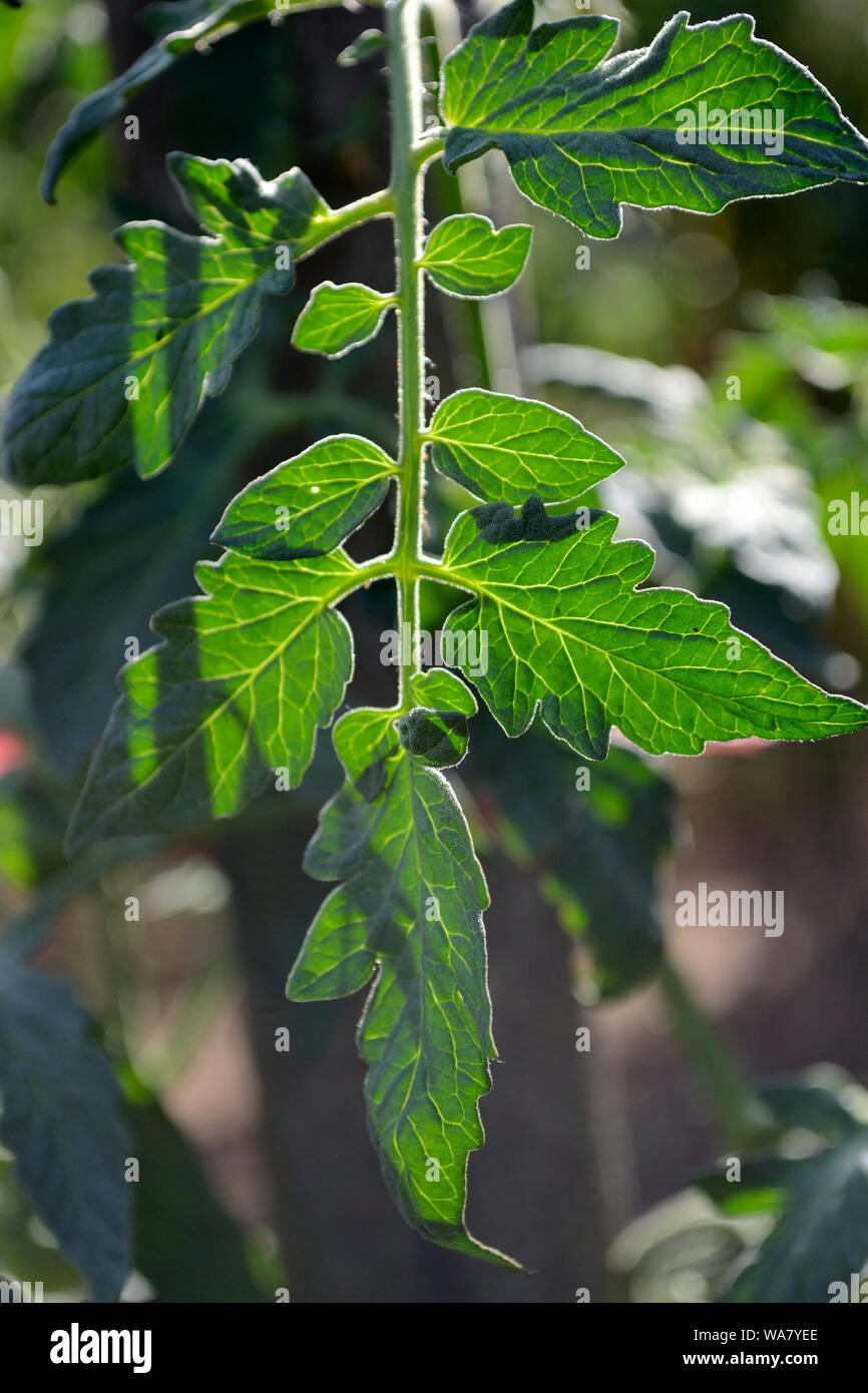 Tomato Leaves