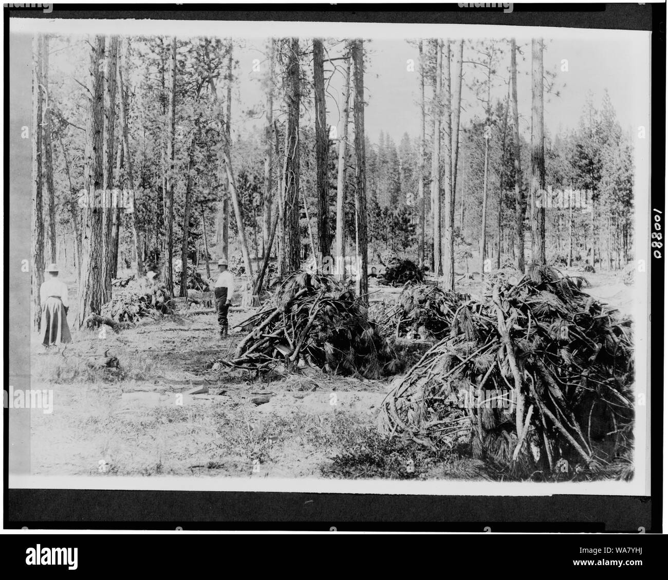 Cleared forest Black and White Stock Photos & Images - Alamy