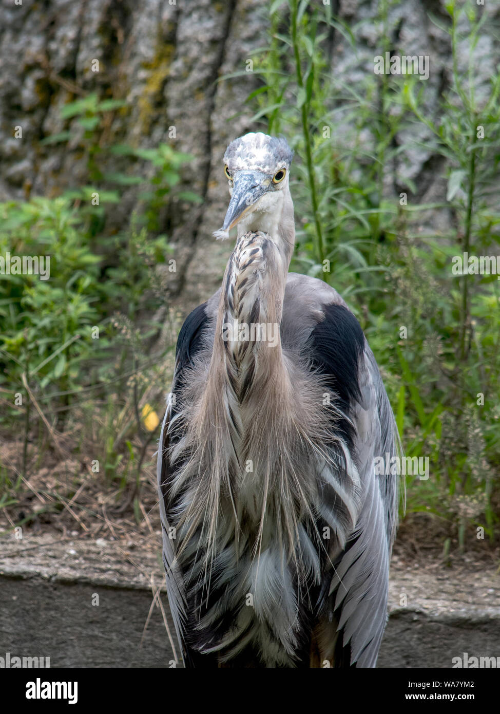 Heron like wading bird hi-res stock photography and images - Alamy