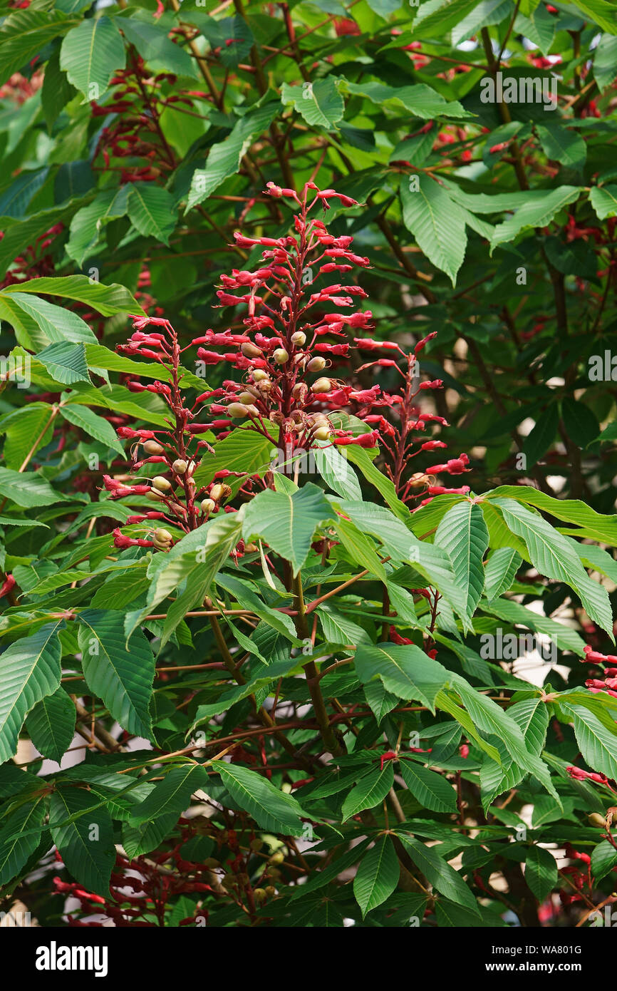 Red buckeye hi-res stock photography and images - Alamy