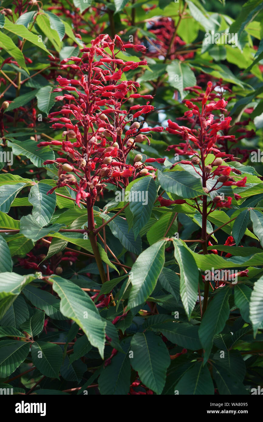 Red buckeye (Aesculus pavia). Known as Scarlet buckeye and Firecracker ...