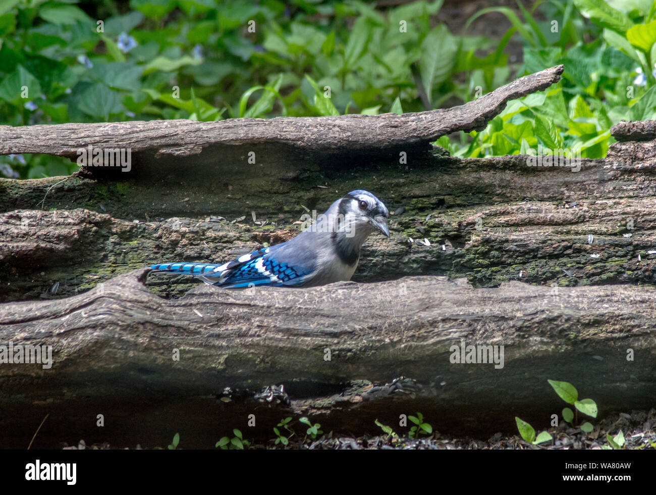 A brightly colored bluebird hides out inside a hollowed out log in the ...