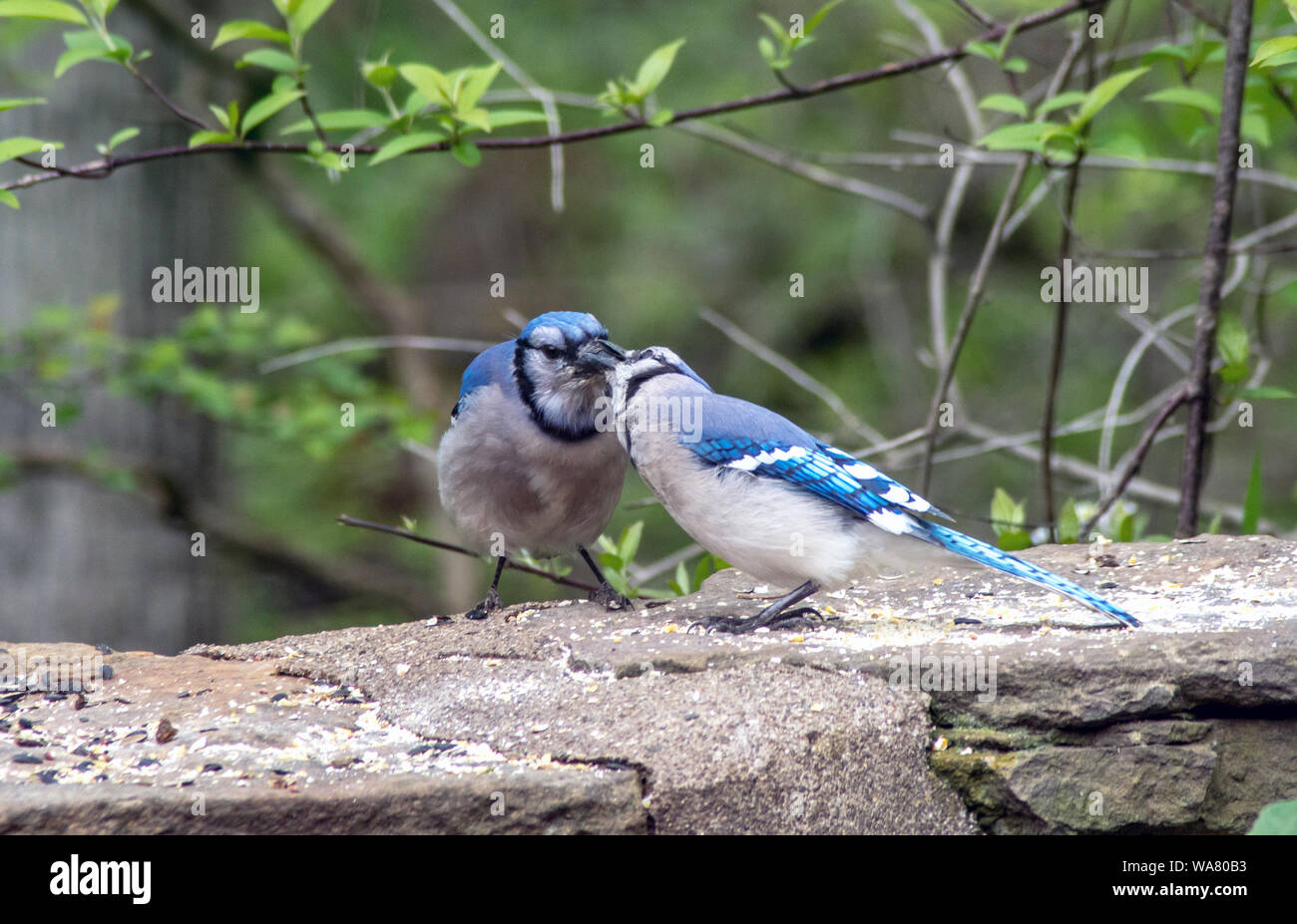 Jay bird pair hi-res stock photography and images - Alamy