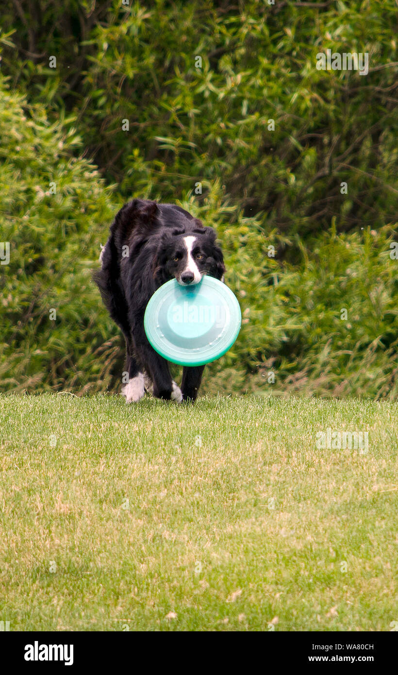 Loyal border collie playing with a Frisbee Stock Photo - Alamy