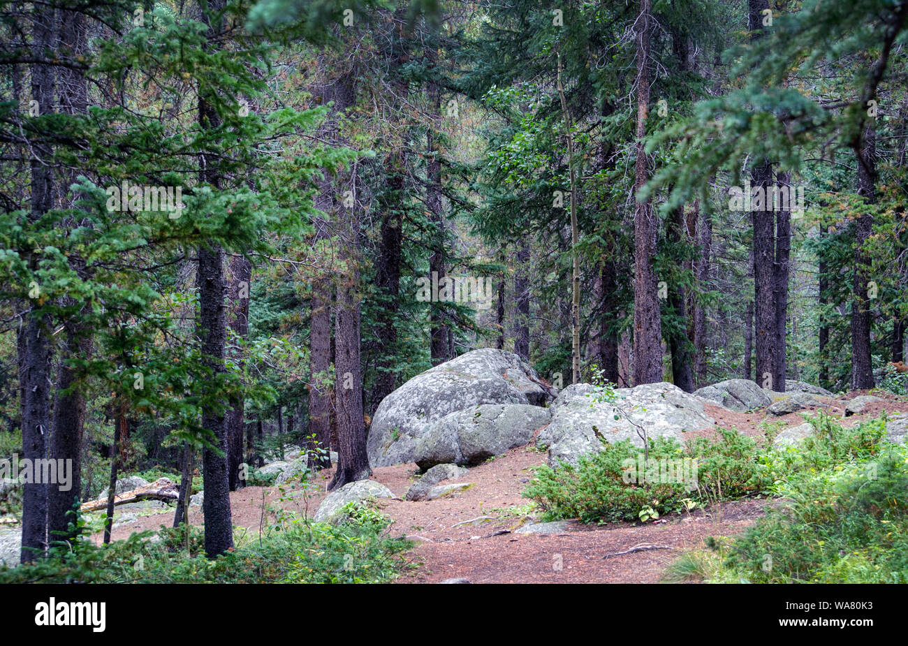 large boulders in the woods, in the Colorado Rocky Mountains USA Stock ...