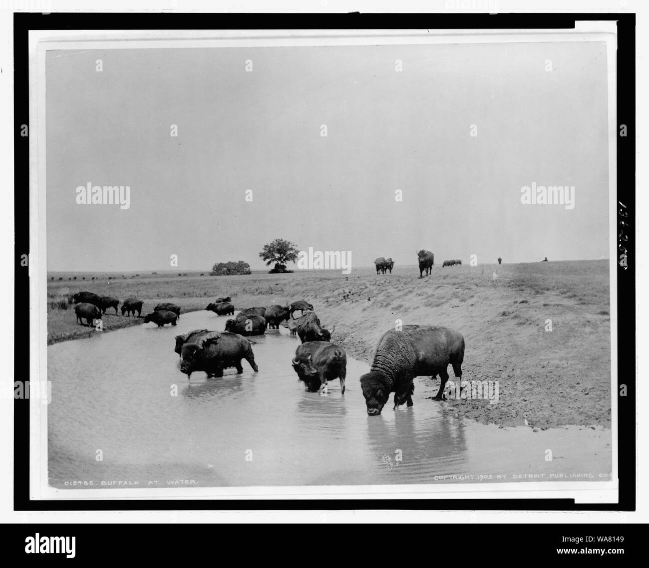 Buffalo at water Stock Photo - Alamy