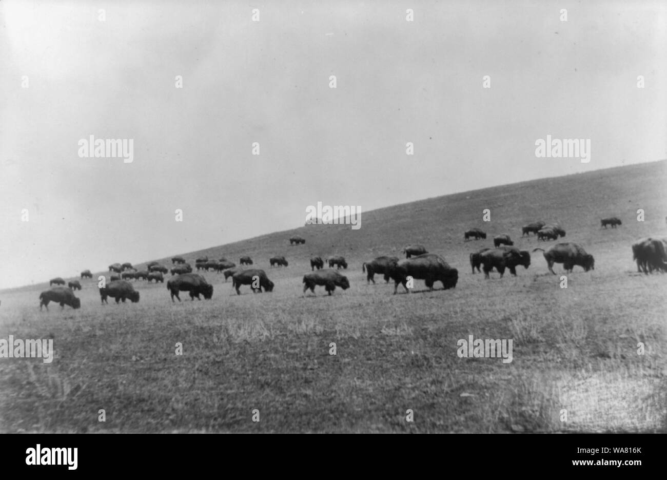Buffalo in Montana Stock Photo - Alamy