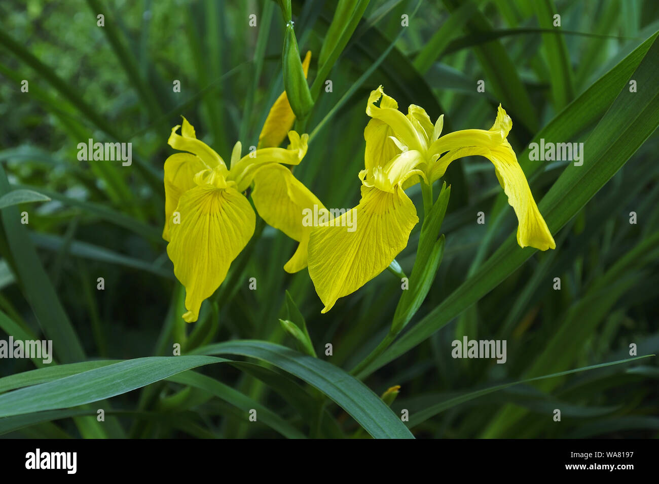 Yellow flag iris (Iris pseudacorus). Called Yellow iris, Water flag ...