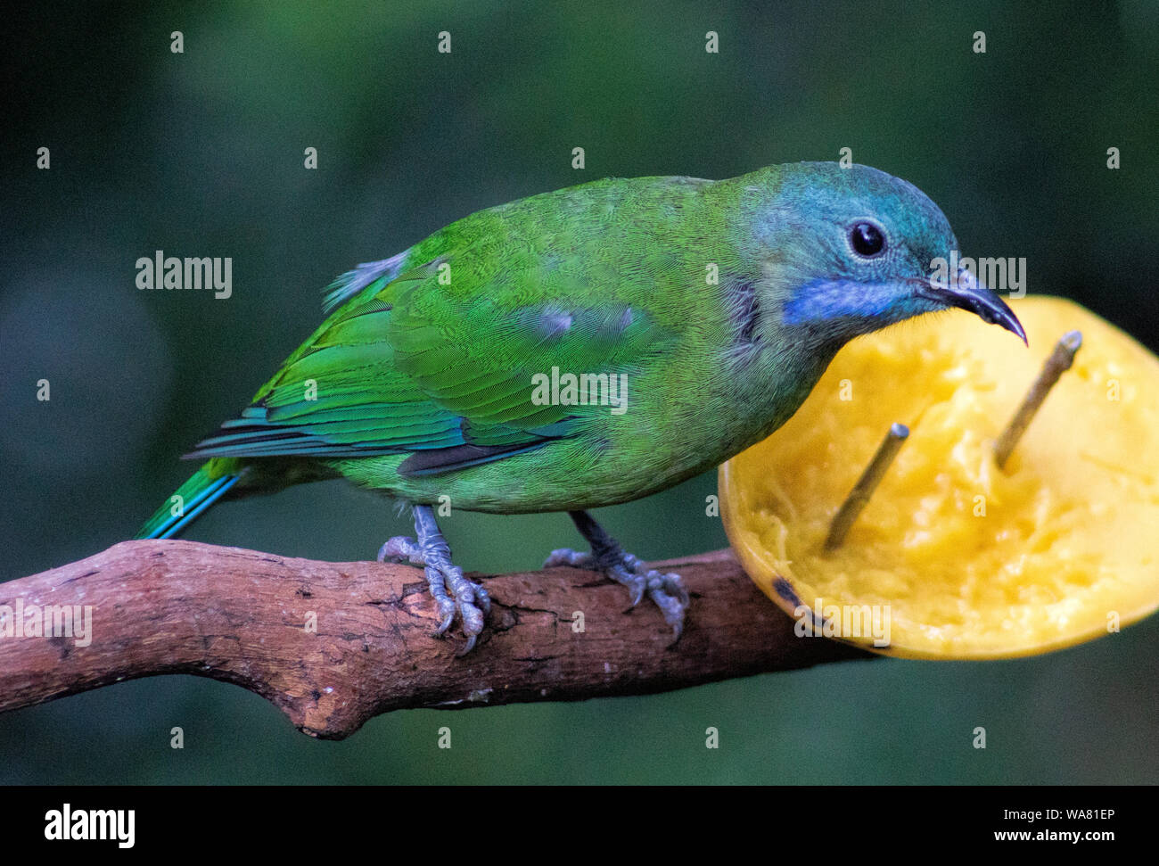 Female blue winged leaf bird hi-res stock photography and images - Alamy