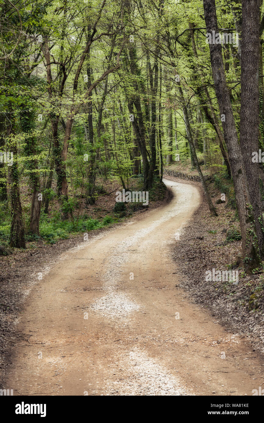 Nice pathway on the forest, Garrotxa Volcanic Zone Natural Park Stock ...