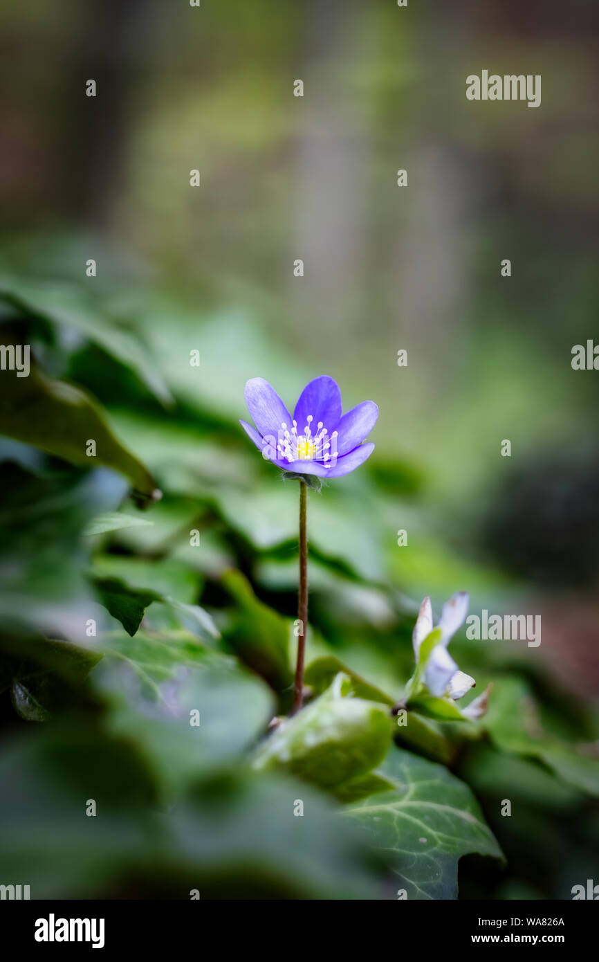 Common hepatica (Anemone hepatica) flower on the forest in spring Stock ...