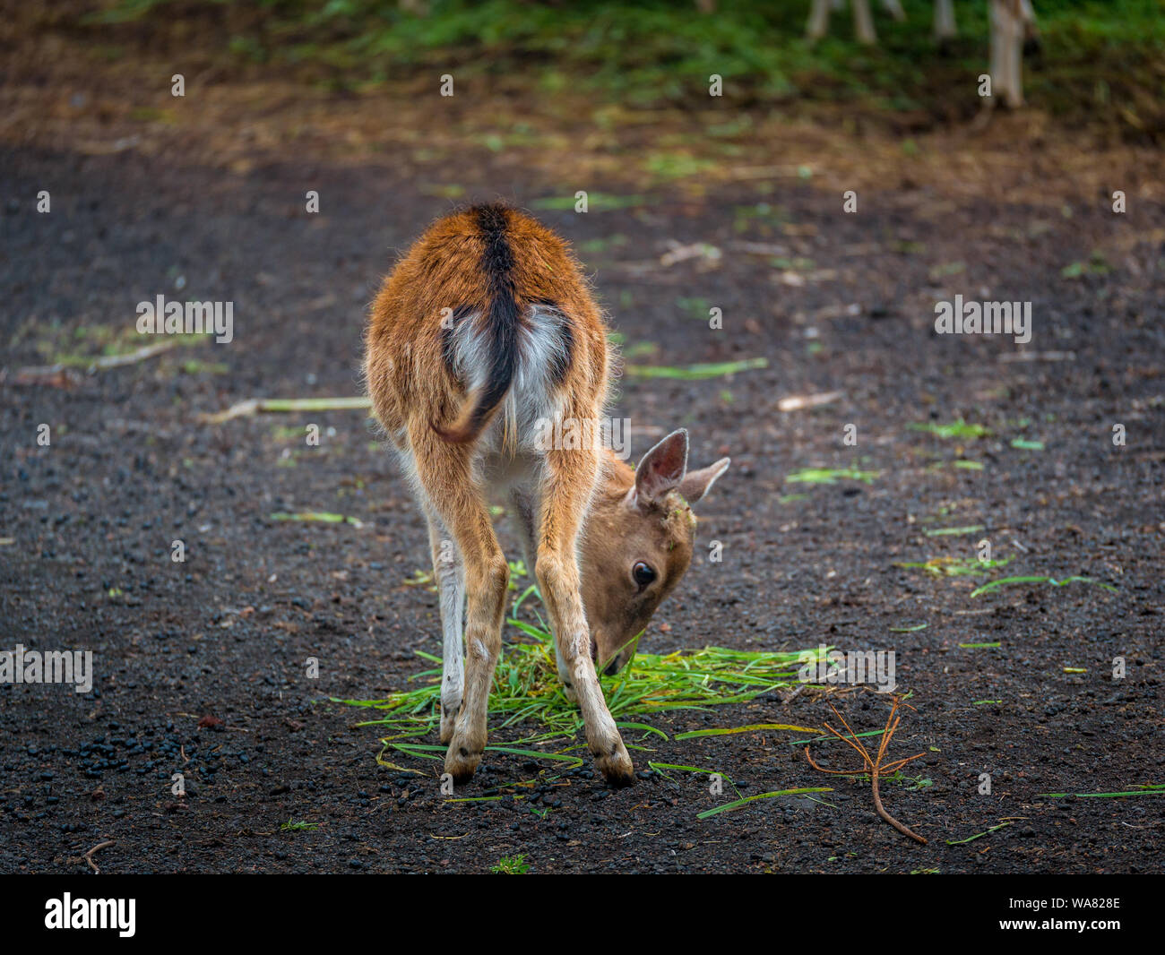 Cute bambi hi-res stock photography and images - Alamy