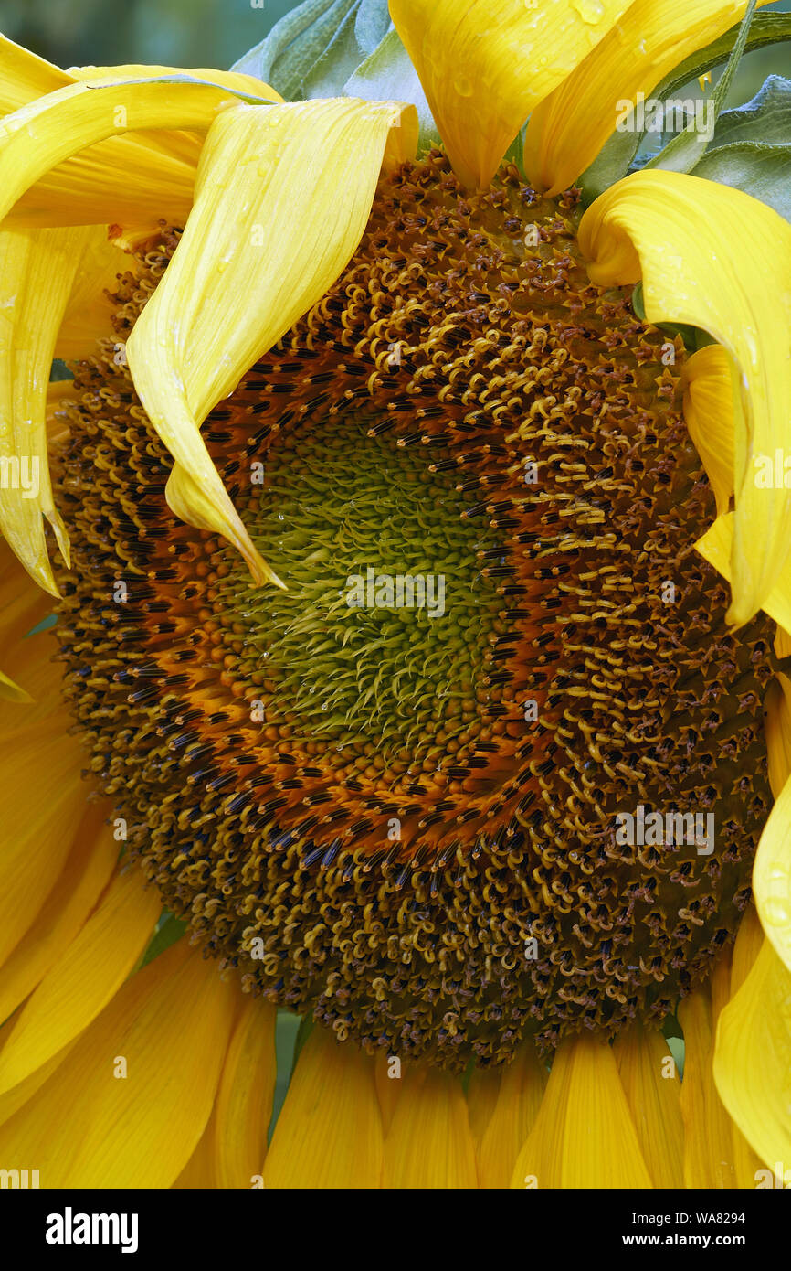Common sunflower (Helianthus annuus Stock Photo - Alamy
