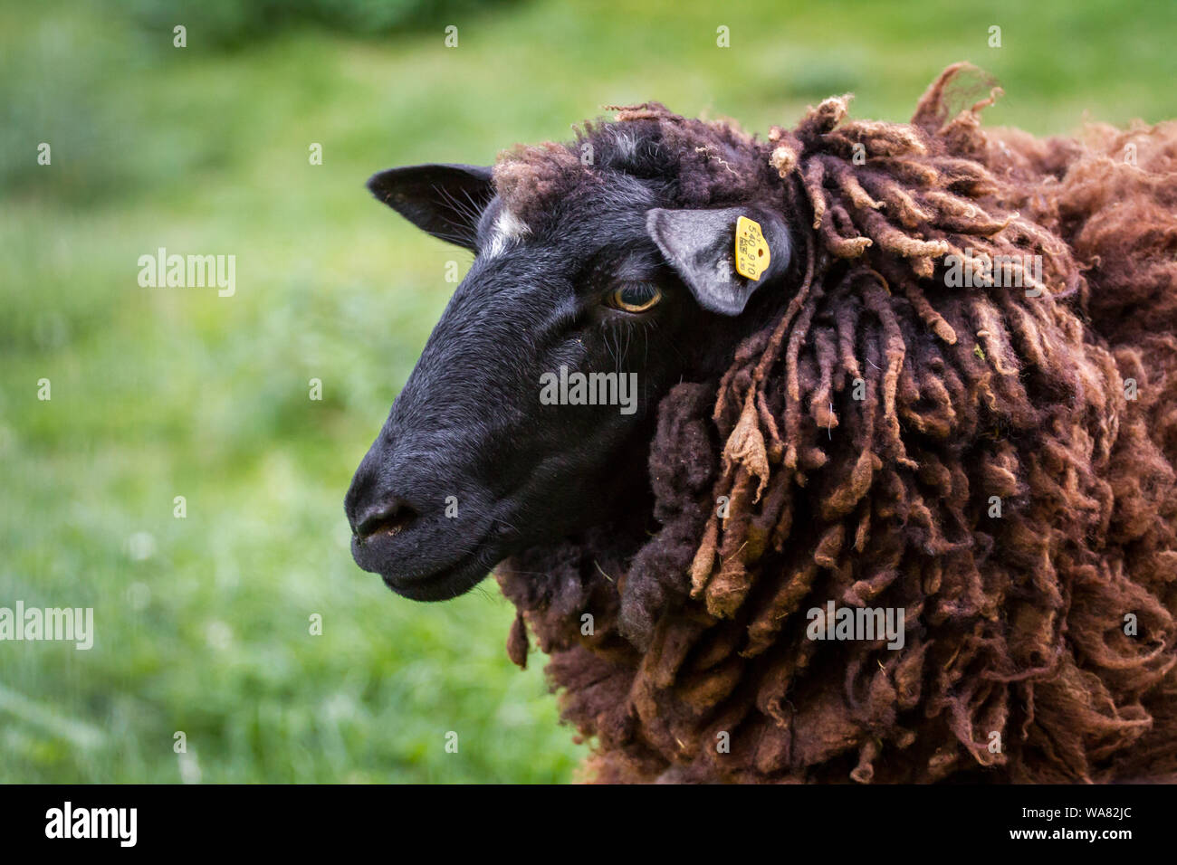 Waldschaf, a critically endangered sheep breed from the Bohemian Forest ...