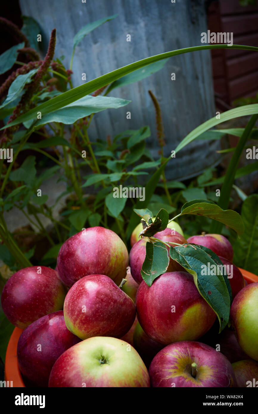 Picked garden red apples in urban garden setting, London, England ...