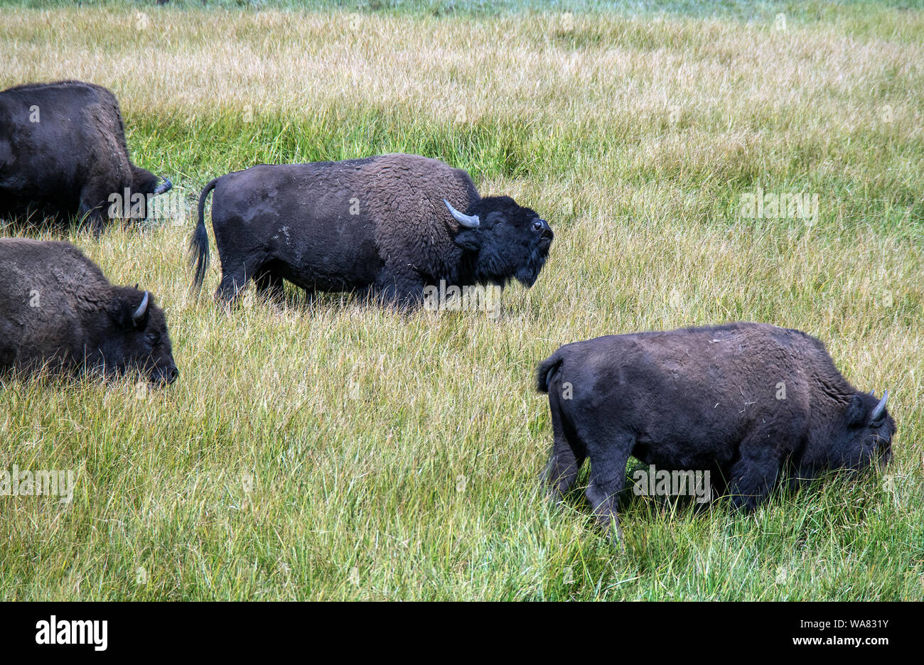Bellowing Cow High Resolution Stock Photography and Images - Alamy
