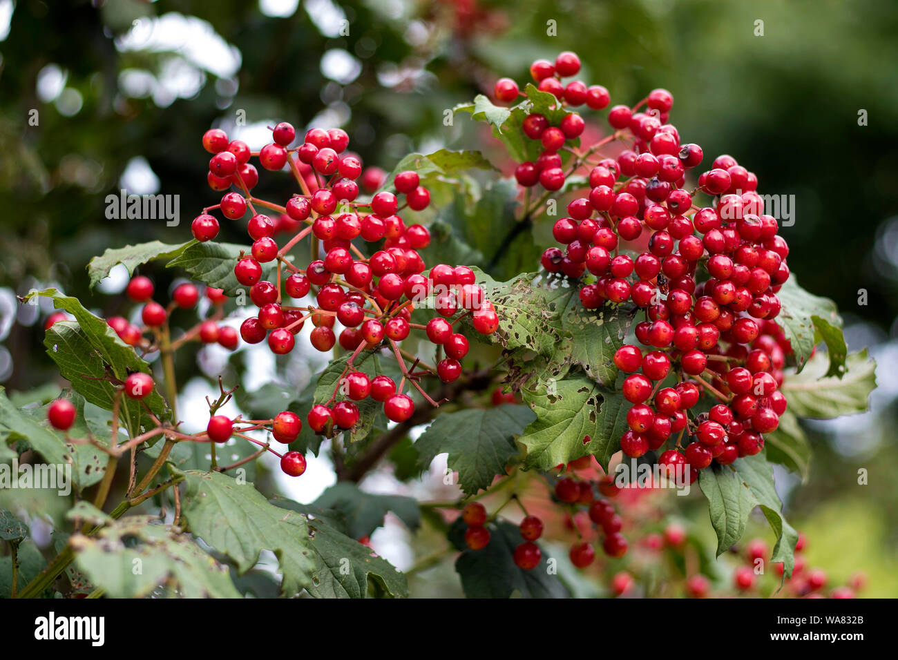 Red berries of viburnum on a bush in the forest. Branch of red Viburnum ...