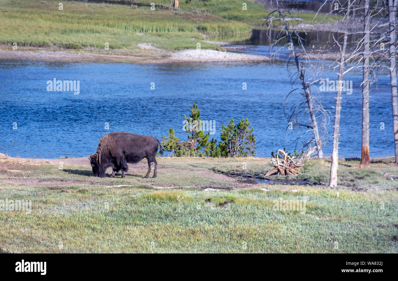Large buffalo by a blue river in Yellowstone National Park Stock Photo ...