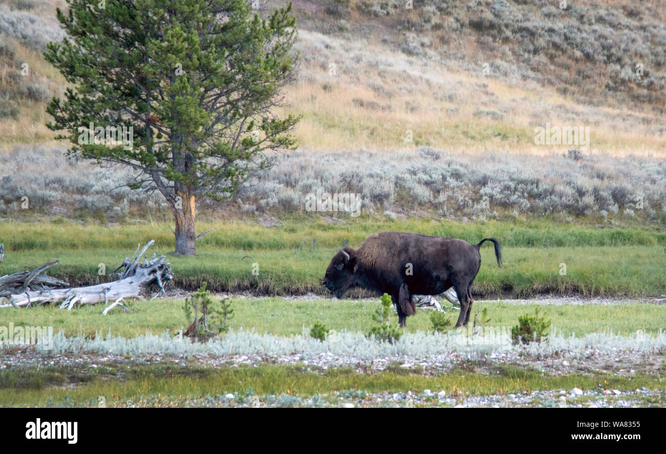 Yellowstone bison calling hi-res stock photography and images - Alamy