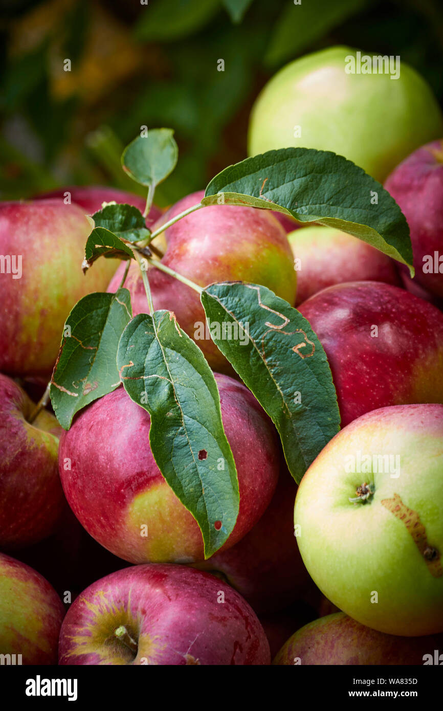 Picked garden red apples in urban garden setting, London, England ...