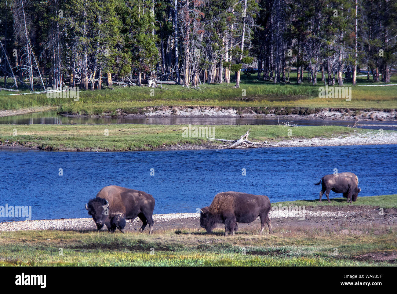 Buffalo in yellowstone hi-res stock photography and images - Alamy