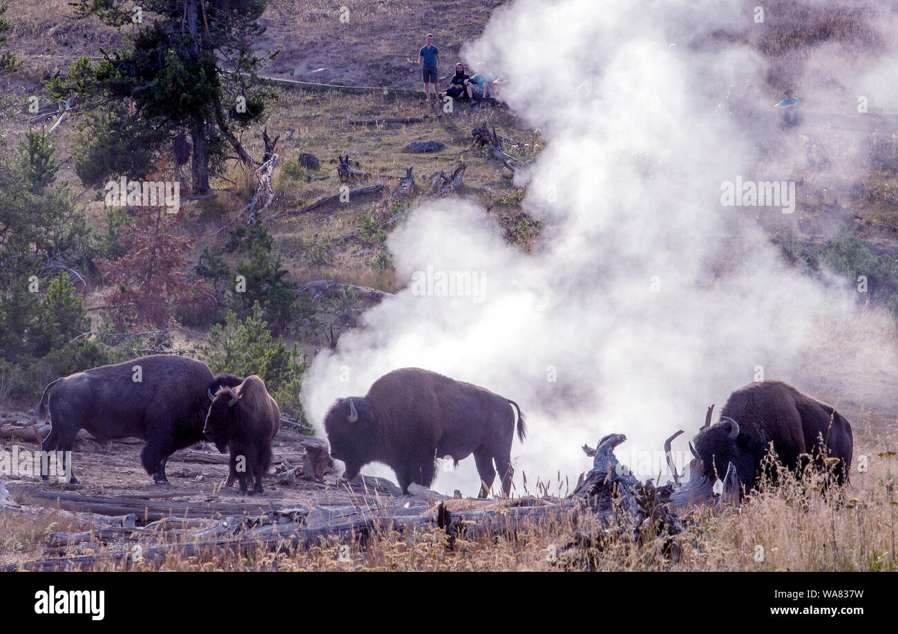 buffalo in the steam pots at Yellowstone Stock Photo - Alamy